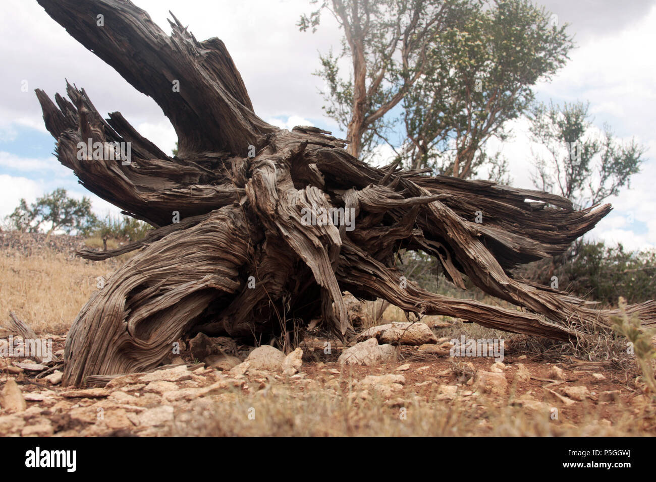 Dead matter hi-res stock photography and images - Alamy