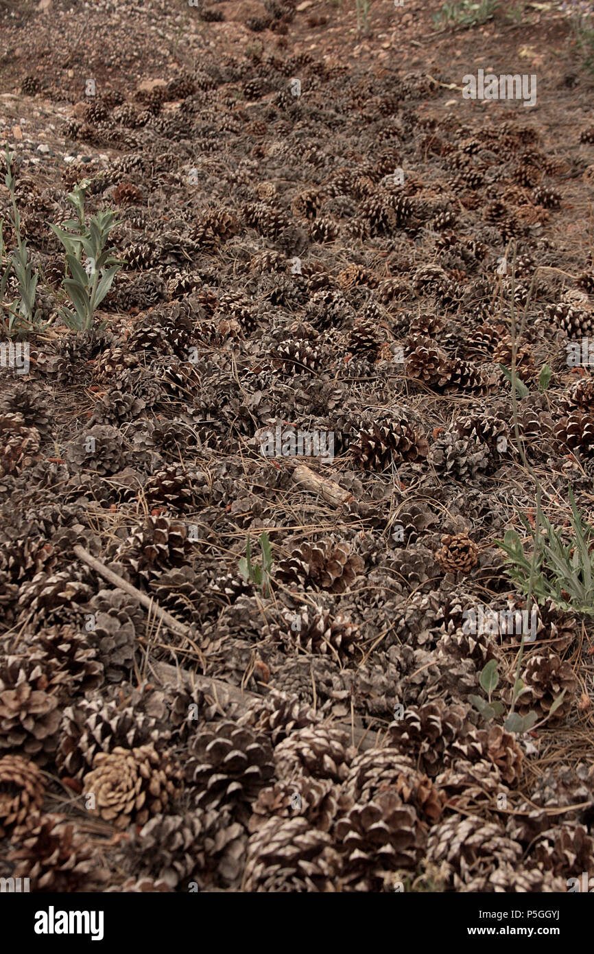 Ground pine species hi-res stock photography and images - Alamy