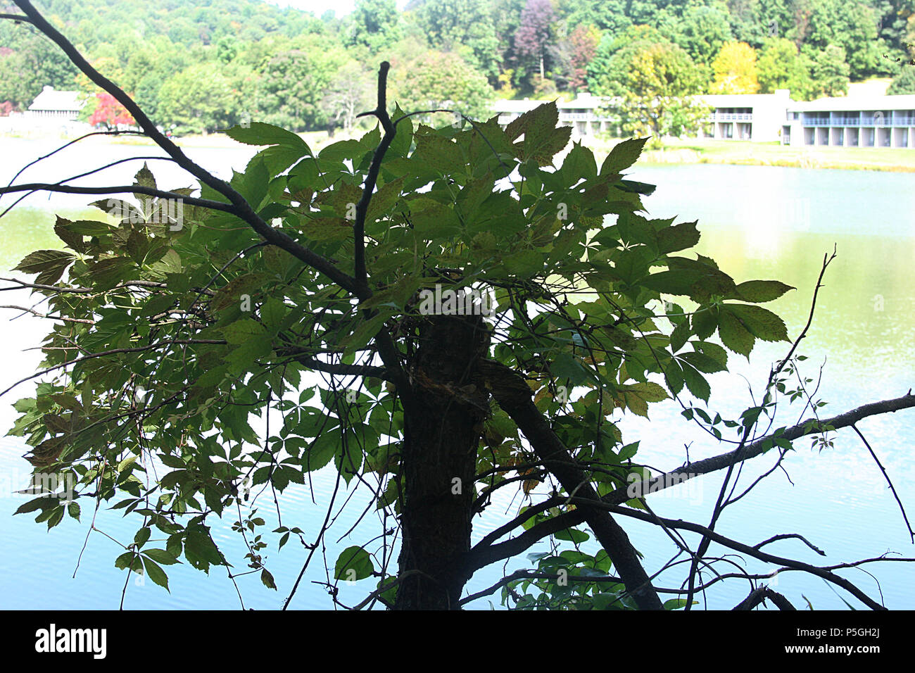 Virginia creeper ivy climbing on tree stump by the lake Stock Photo - Alamy