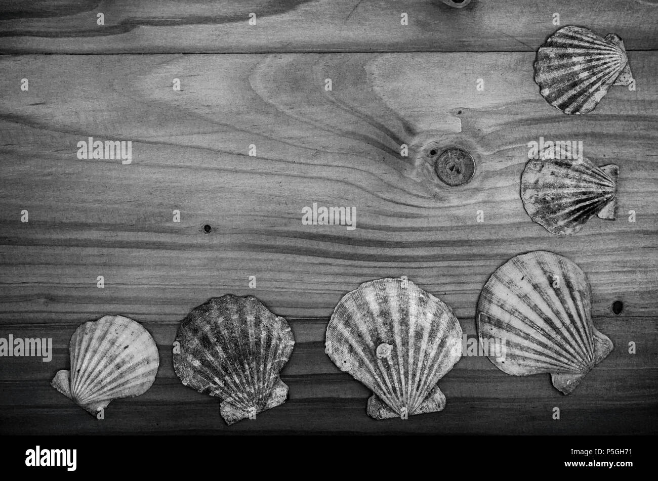 Sea shells on a wooden table in black and white Stock Photo - Alamy