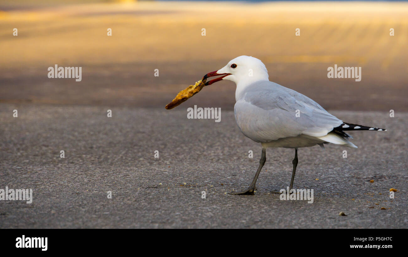 Mallorca, Adult seagull trying to eat piece of bread Stock Photo - Alamy