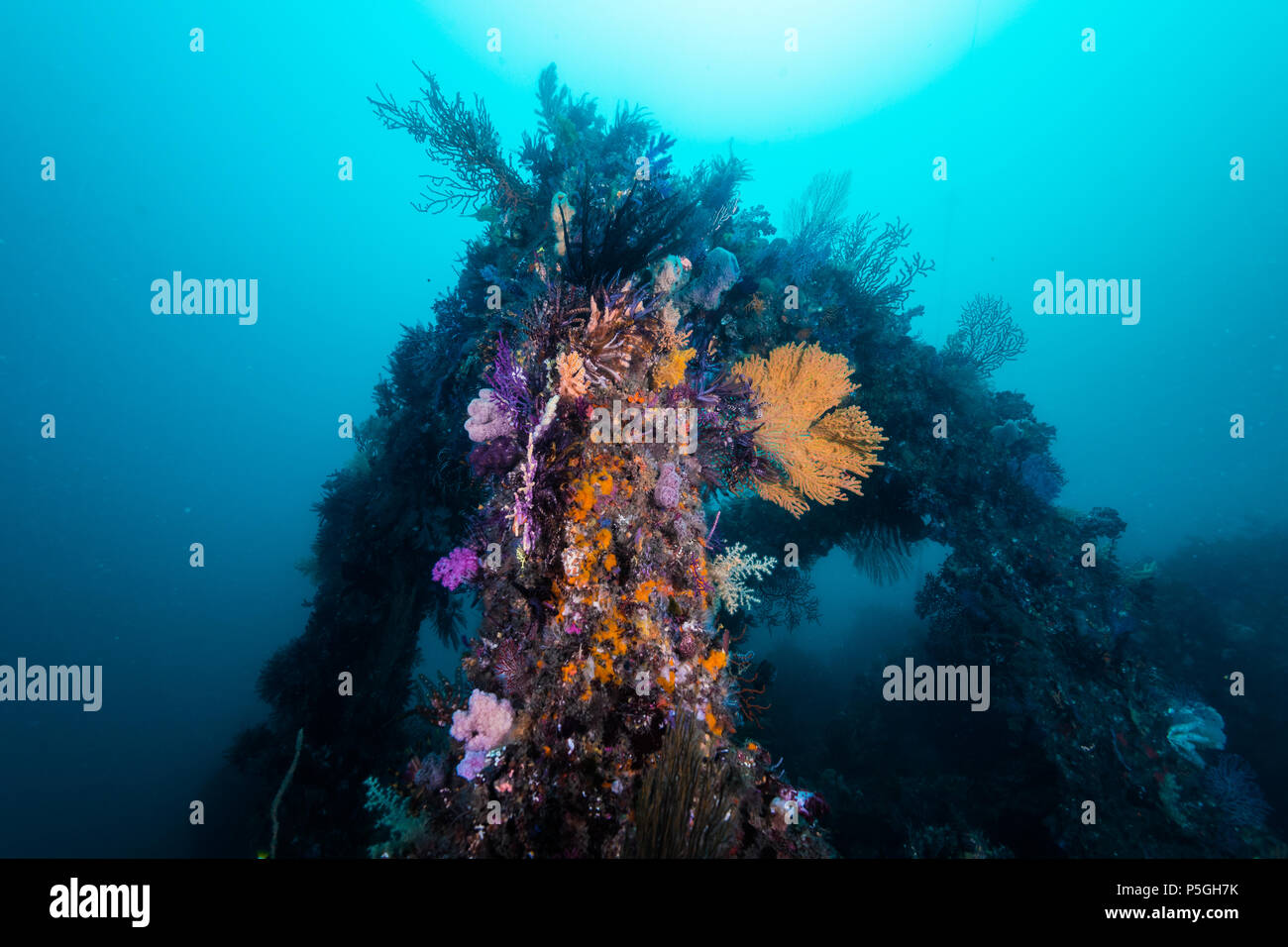 Red corals japan hi-res stock photography and images - Alamy