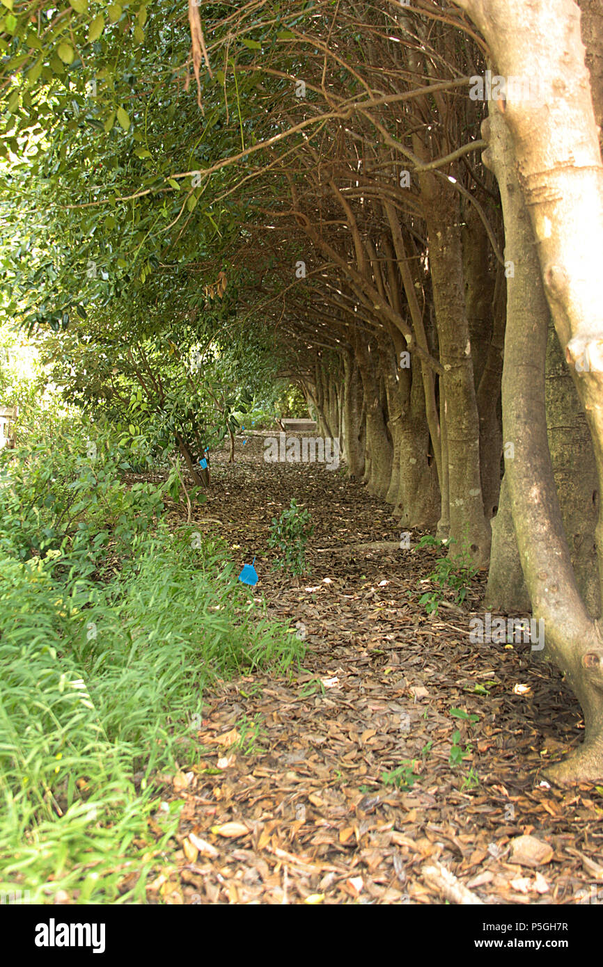 Garden arcade hi-res stock photography and images - Alamy