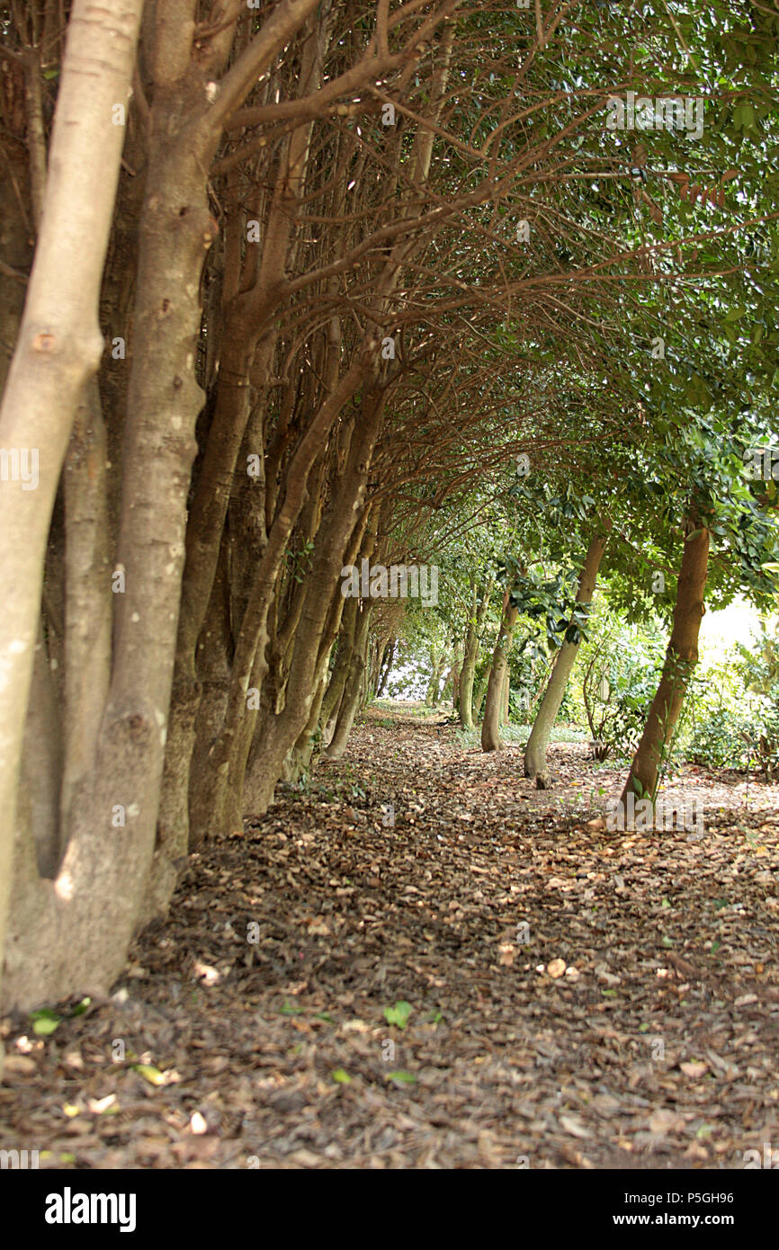 Row of small trees in Botanical Garden Stock Photo - Alamy