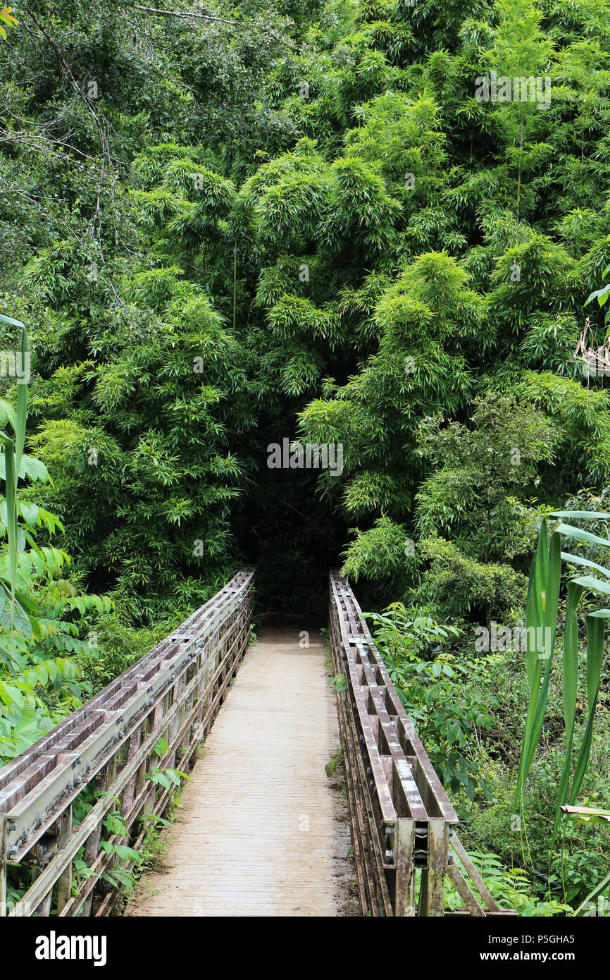 A wooden bridge leading into a very dense bamboo forest on the Pipiwai ...
