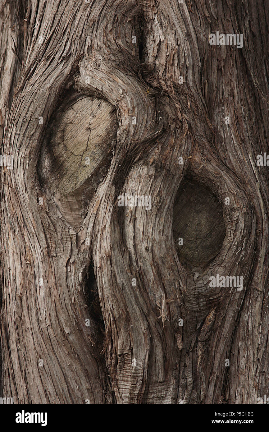 Cambium layer hi-res stock photography and images - Alamy