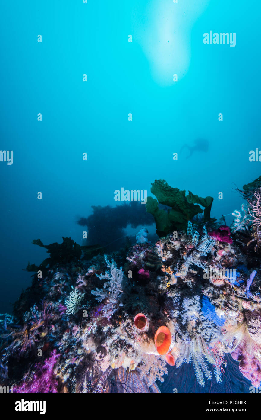 Red sea fan japan hi-res stock photography and images - Alamy