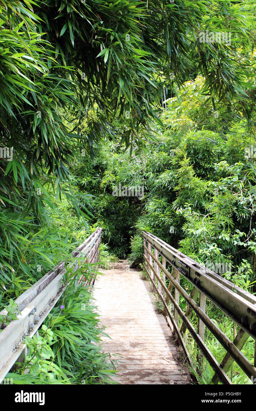 A wooden bridge leading into a dense tropical bamboo forest on the ...