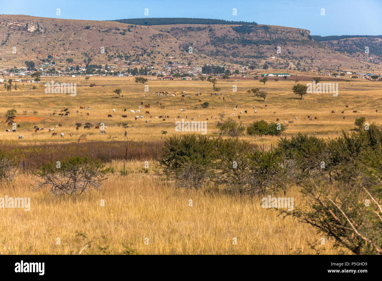 African grazing animals hi-res stock photography and images - Alamy
