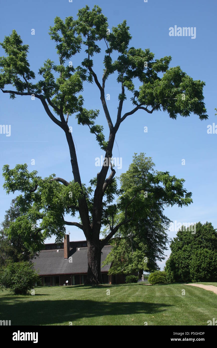 Very large tree near house Stock Photo - Alamy