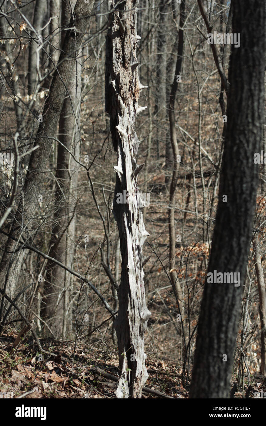 Thorny trees hi-res stock photography and images - Alamy
