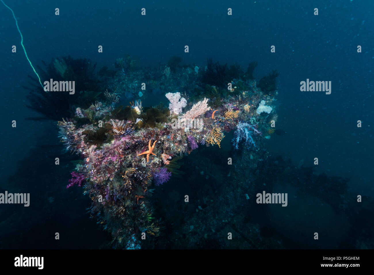 Artificial fish reef covered with a lot of colorful soft corals. Owase ...