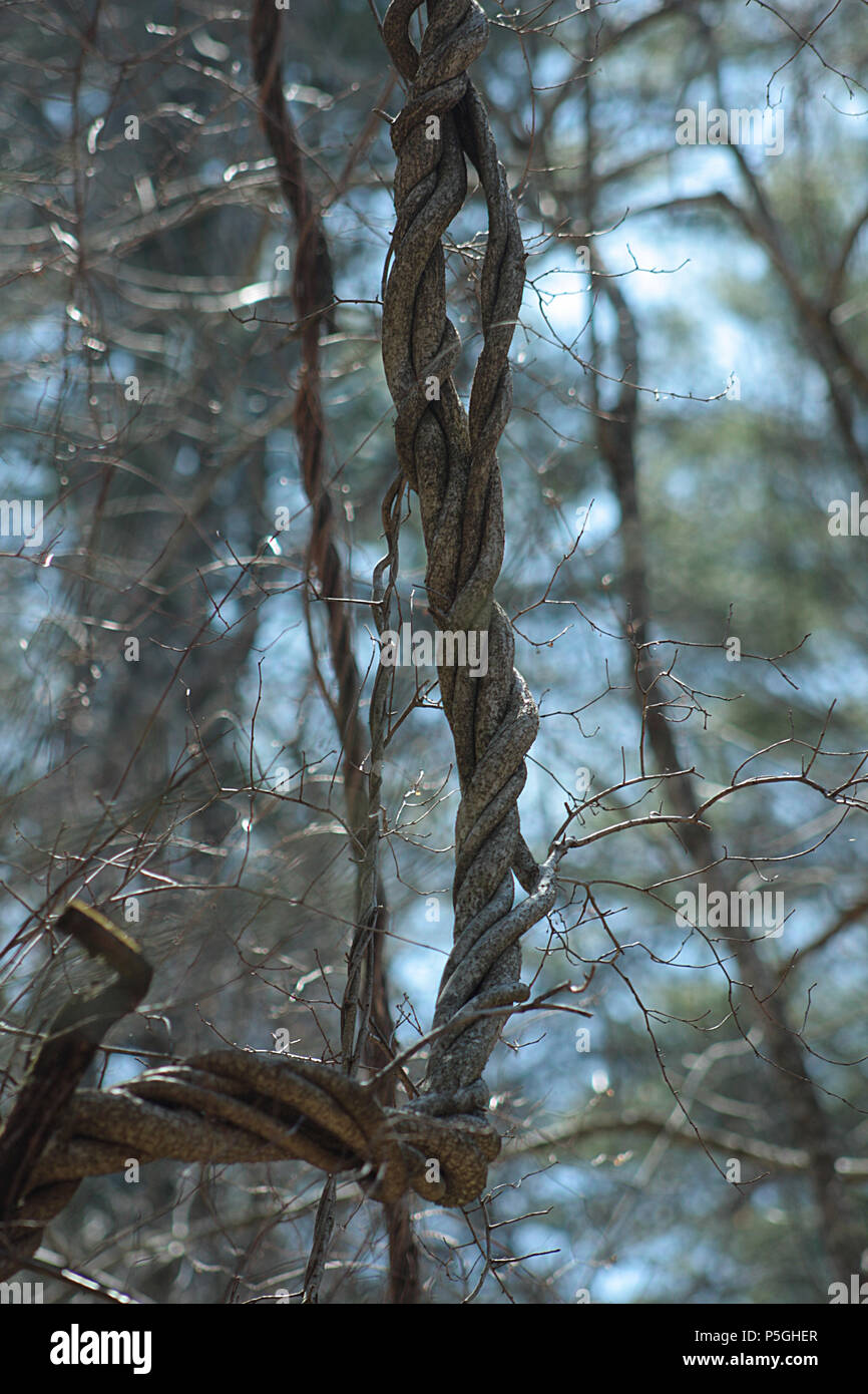 Thick twisted vine into the woods, Virginia, U.S.A Stock Photo - Alamy