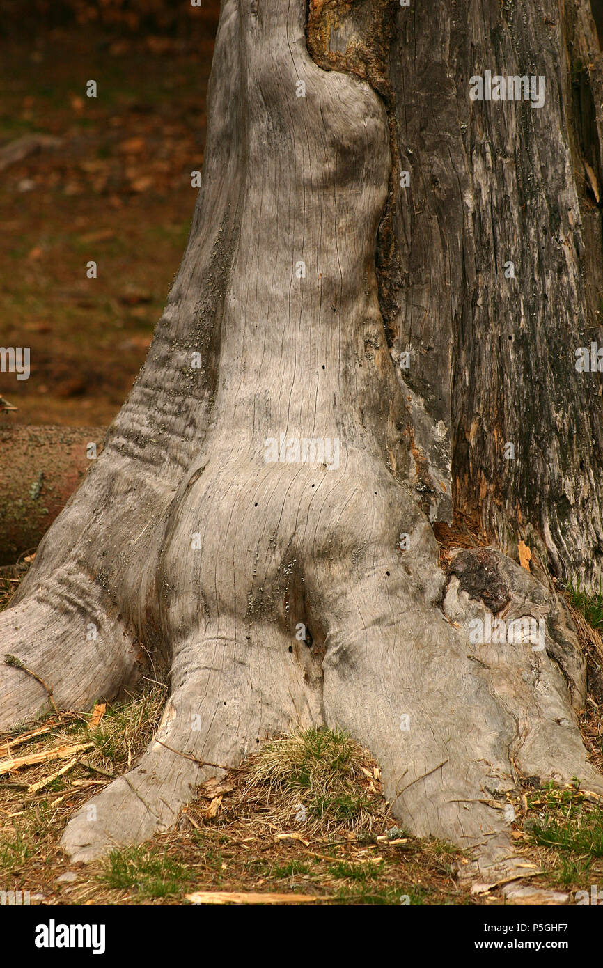 Entangled trunks hi-res stock photography and images - Alamy