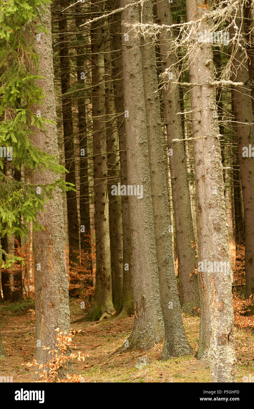 Evergreen trunks hi-res stock photography and images - Alamy