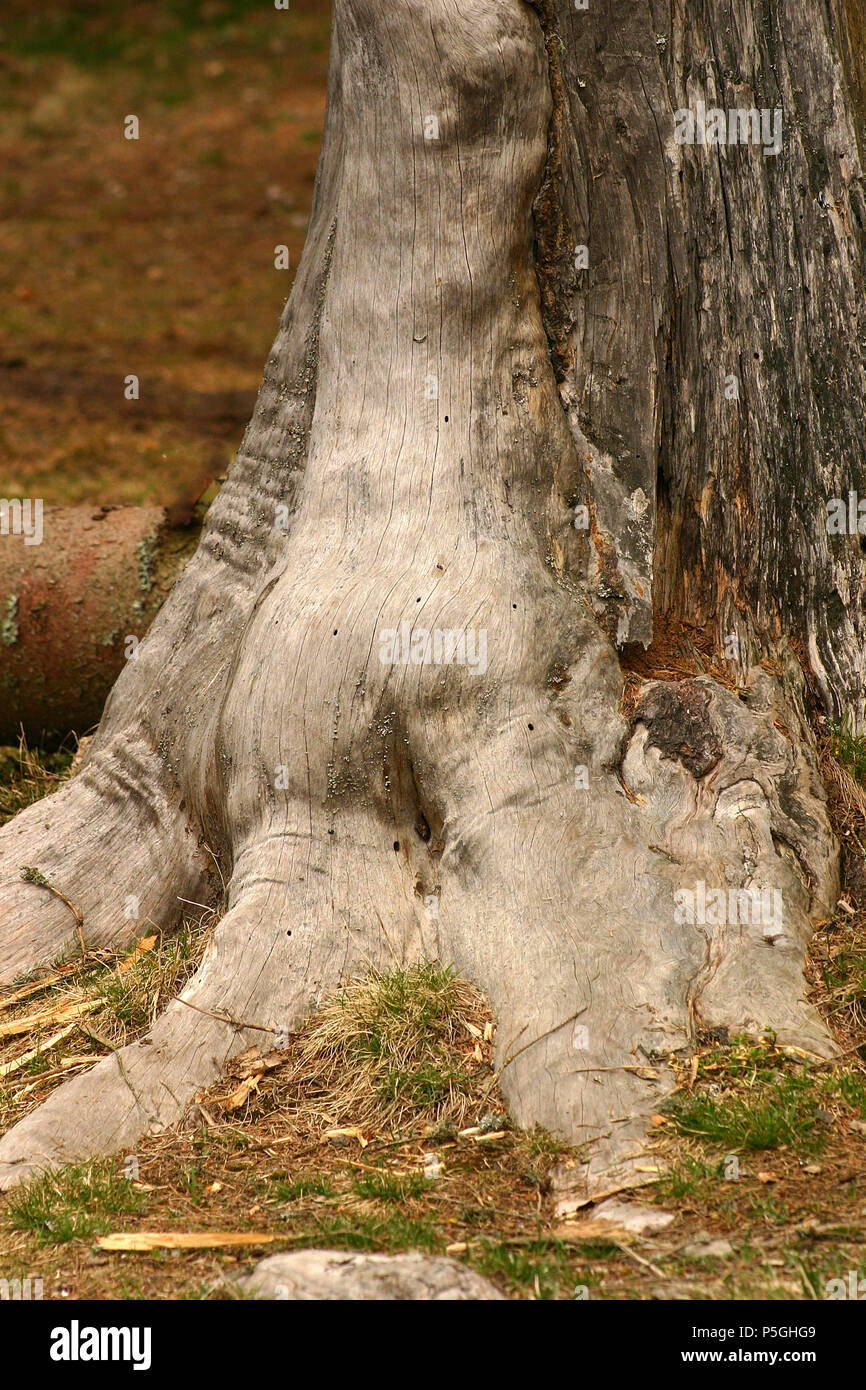 Inosculation: two different trees joined together at the base of their ...