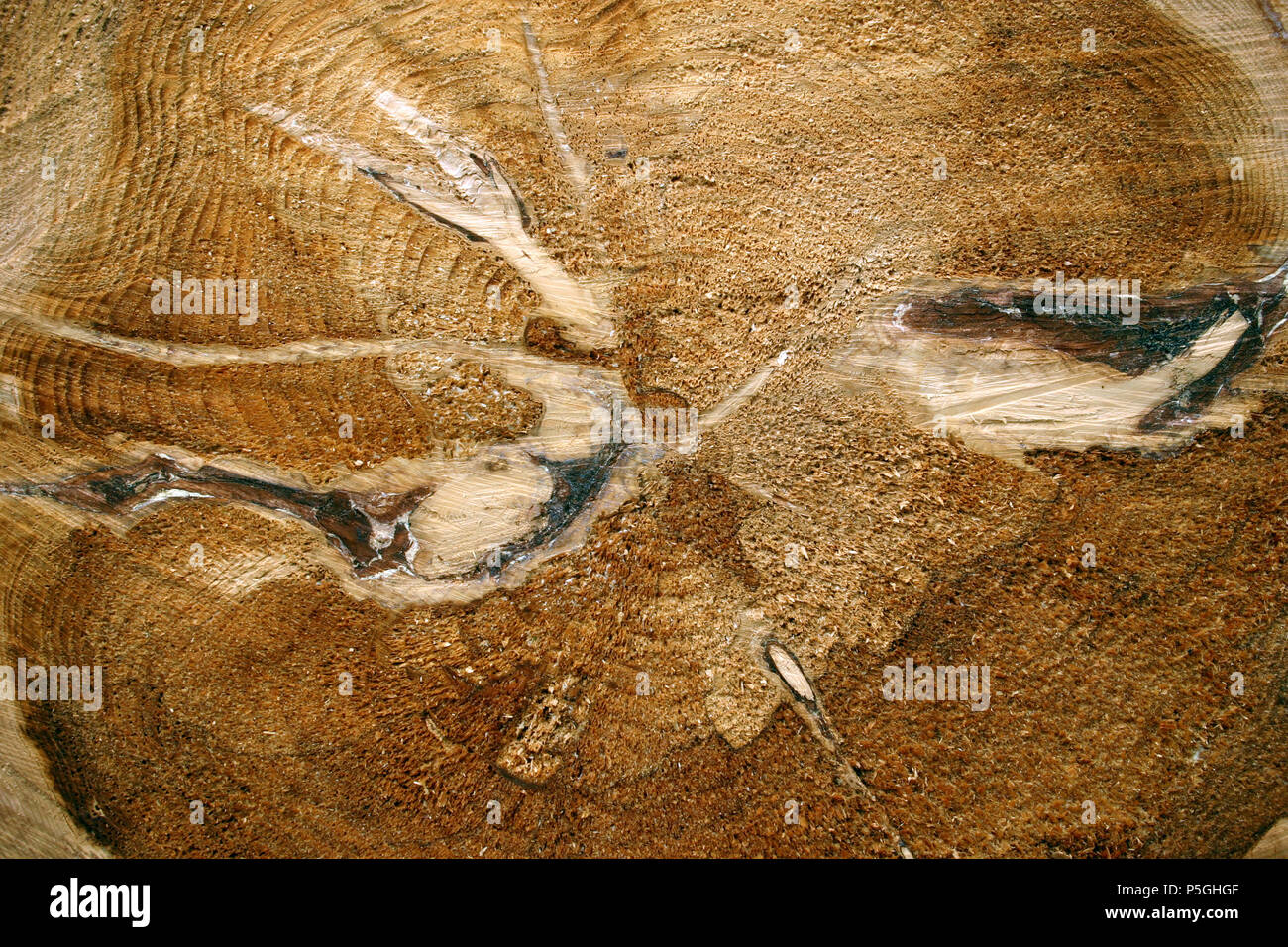 Close-up view of tree cut Stock Photo - Alamy