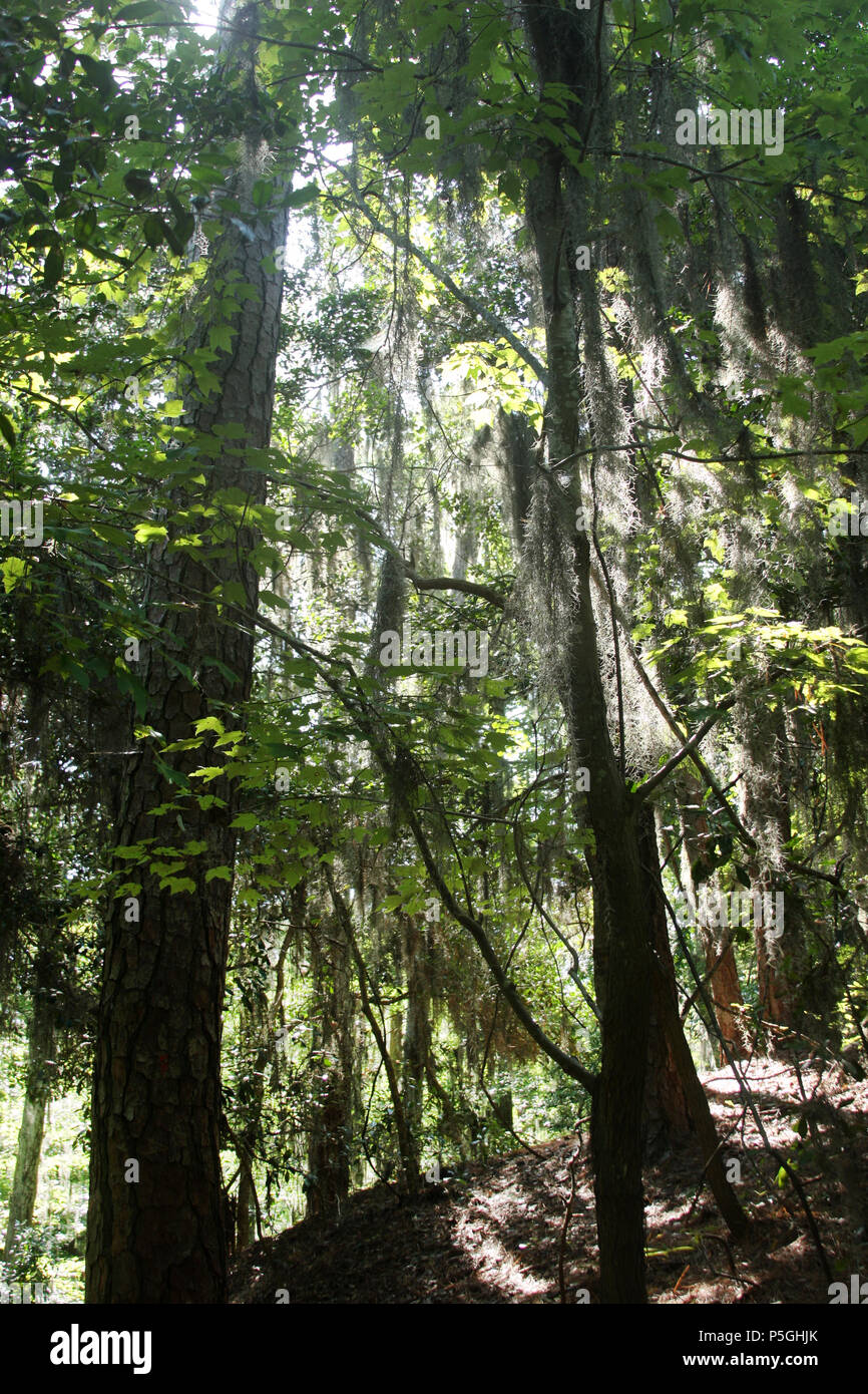 Tree moss on bald cypress hi-res stock photography and images - Alamy