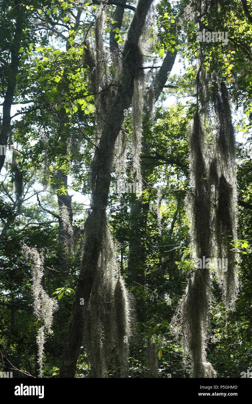 Spanish moss hanging on Bald Cypress trees in swamp area in Eastern ...