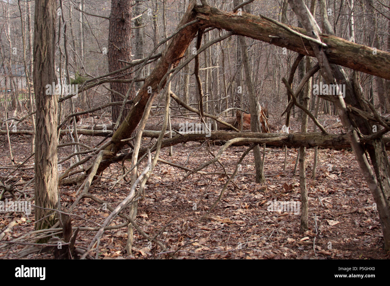 Deciduous organism hi-res stock photography and images - Alamy