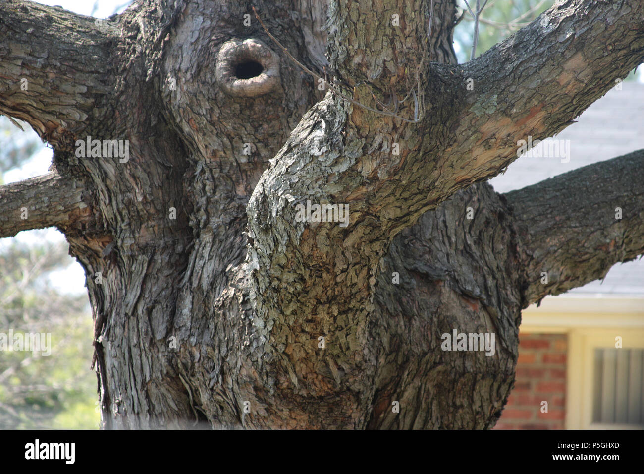 Stem limbs hi-res stock photography and images - Alamy