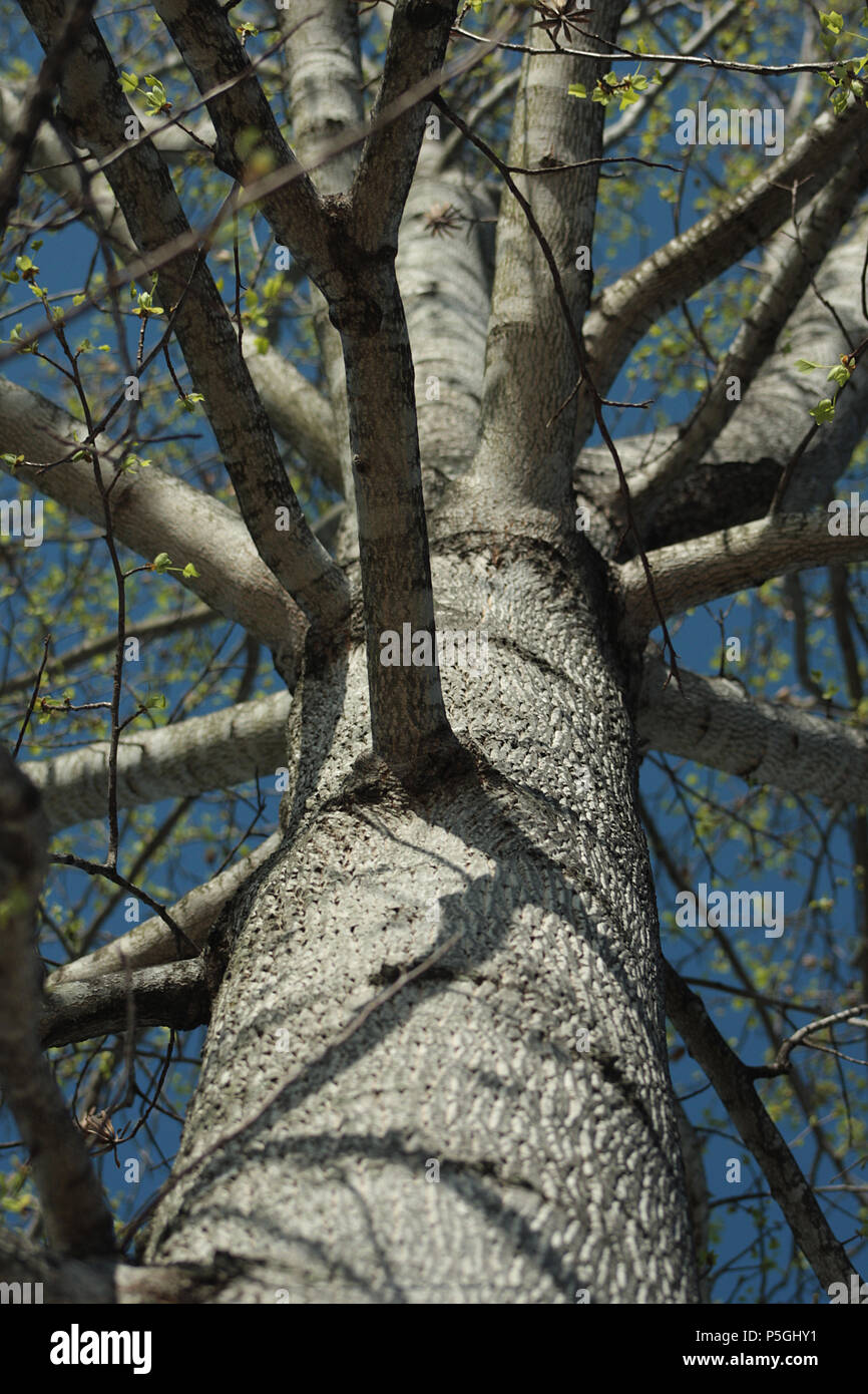 View of tree branches from the ground up Stock Photo - Alamy