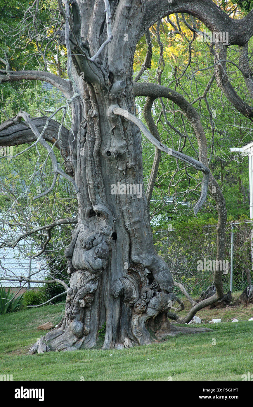 Knobbly trees hi-res stock photography and images - Alamy
