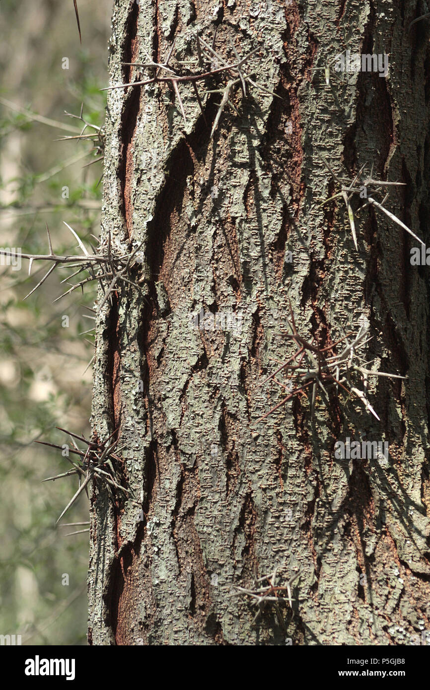 Honey locust tree bark hi-res stock photography and images - Alamy Honey locust tree bark hi-res stock photography and images - Alamy