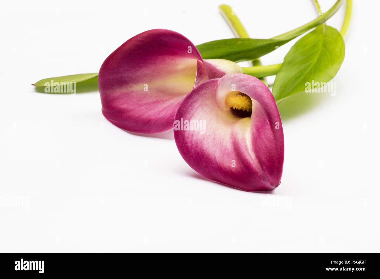 Red arum lily hi-res stock photography and images - Alamy