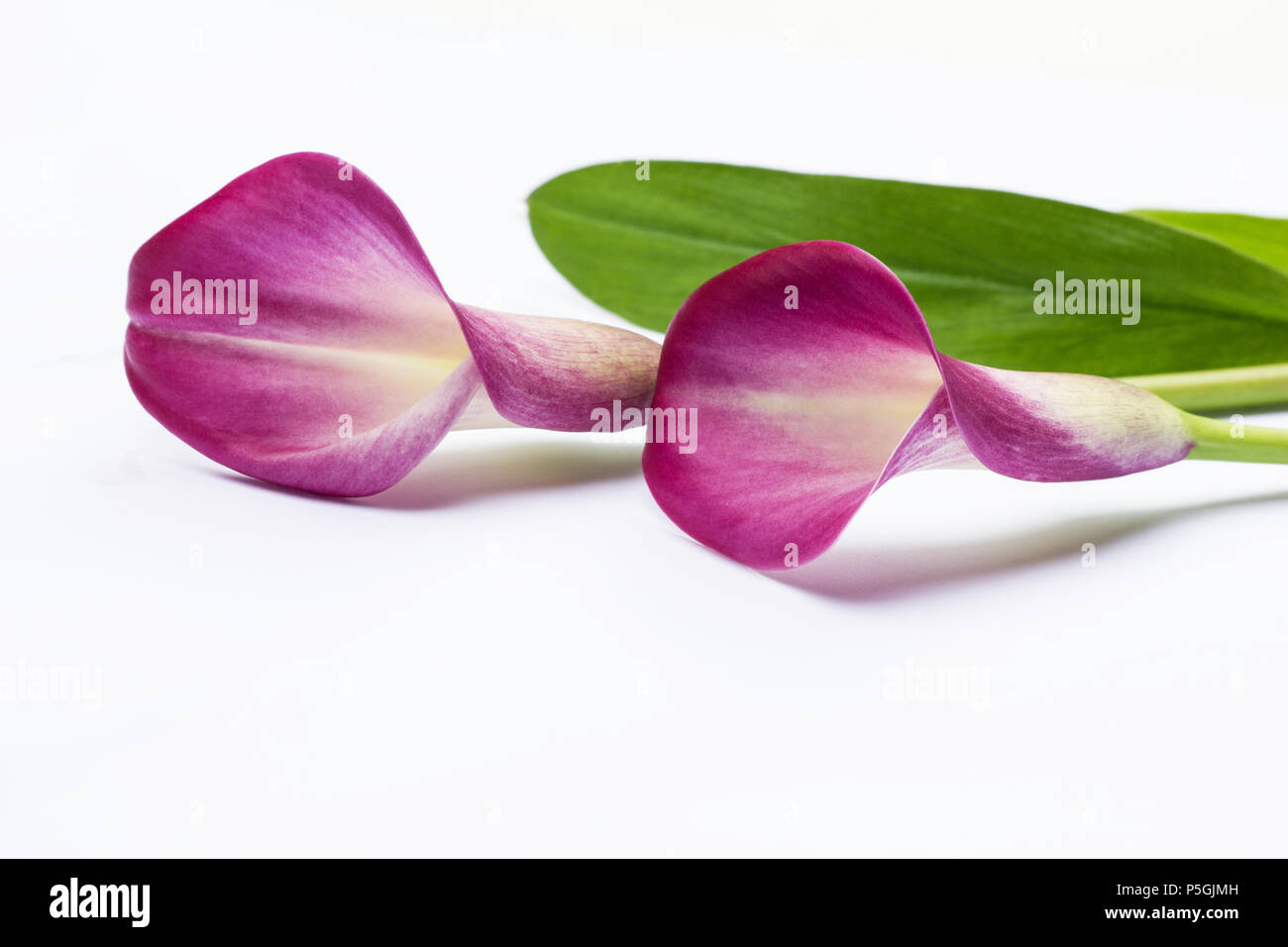 Red Arum Lily (Zantedeschia aethiopica) flower on white background ...