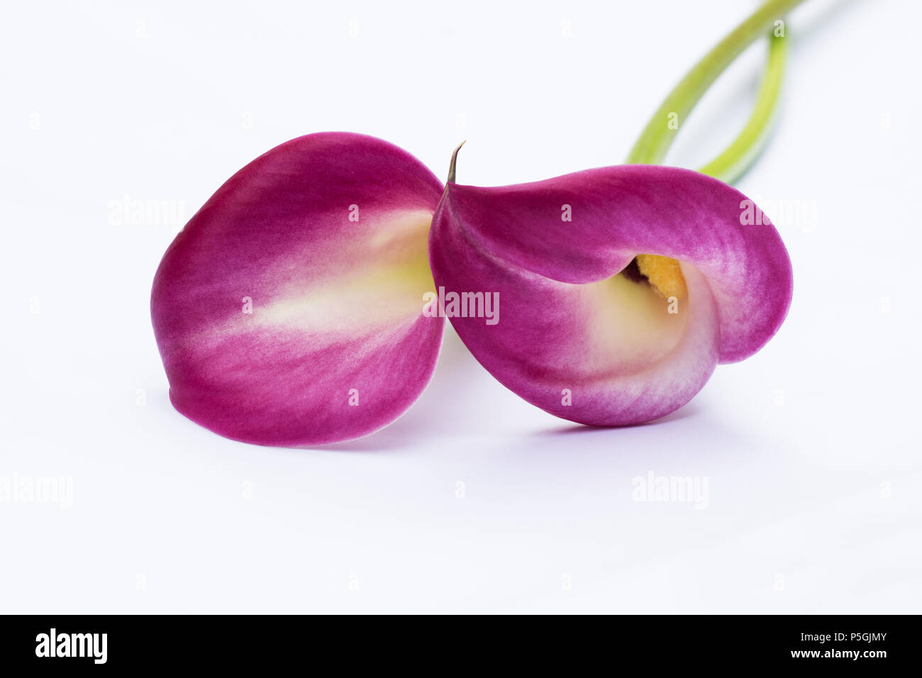Red Arum Lily (Zantedeschia aethiopica) flower on white background ...