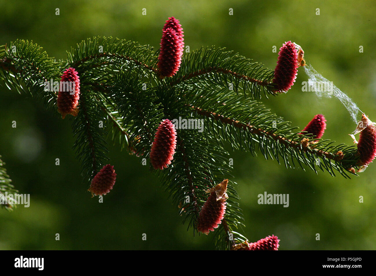 Red pine cones on green branches Stock Photo - Alamy