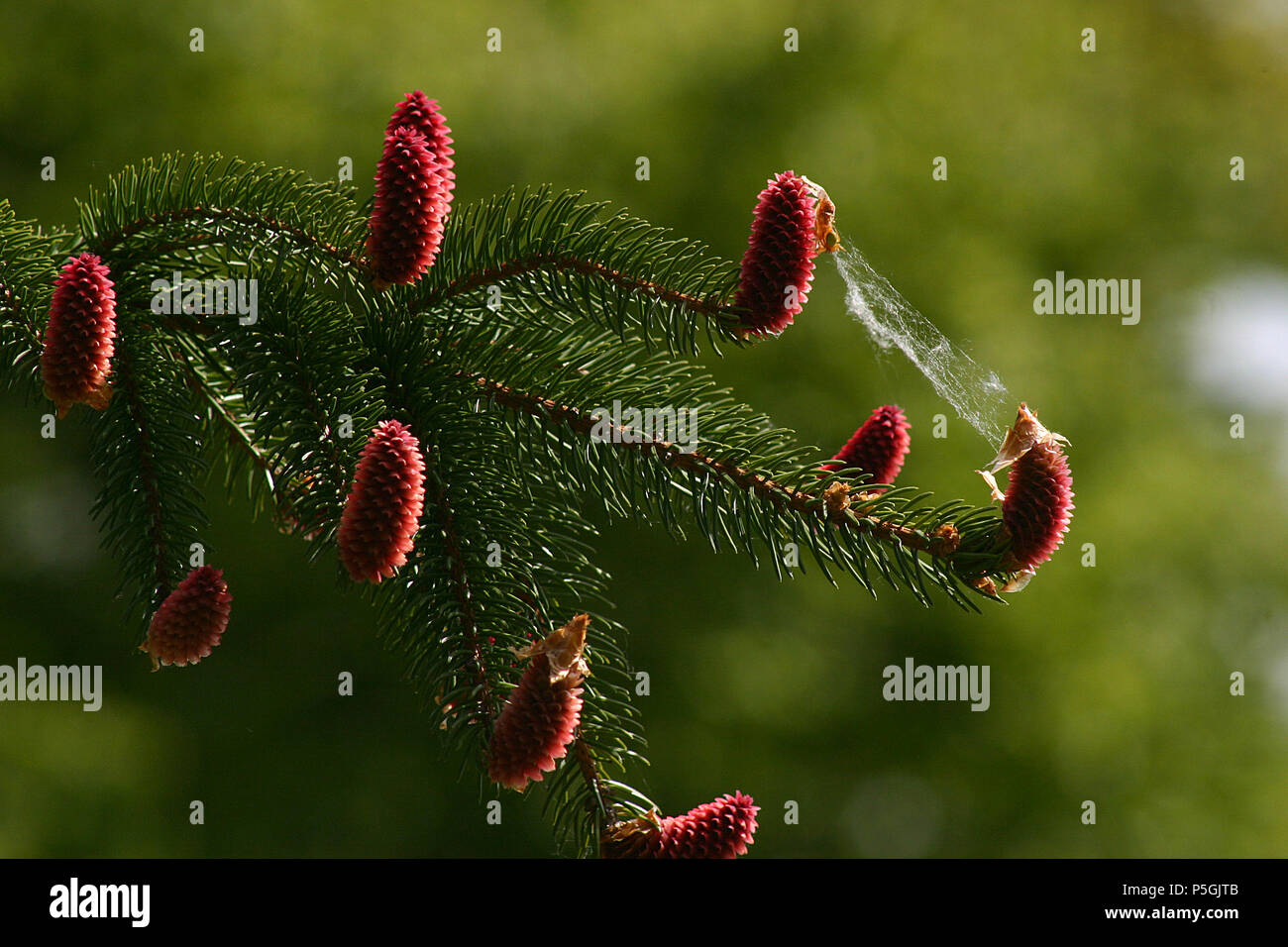 Red pine cones on green branches Stock Photo - Alamy