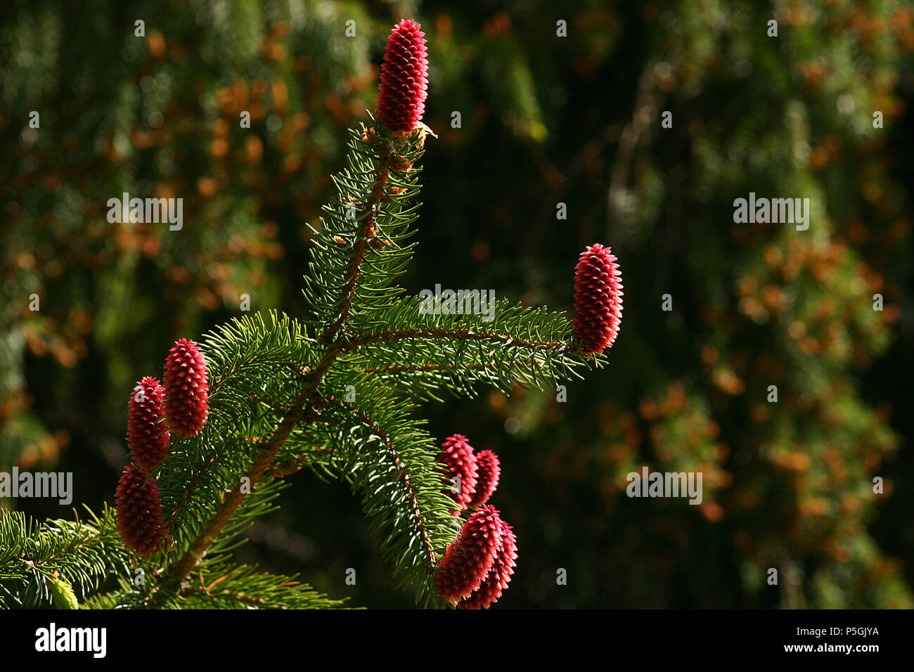 Pine tree scales with seeds hi-res stock photography and images - Alamy