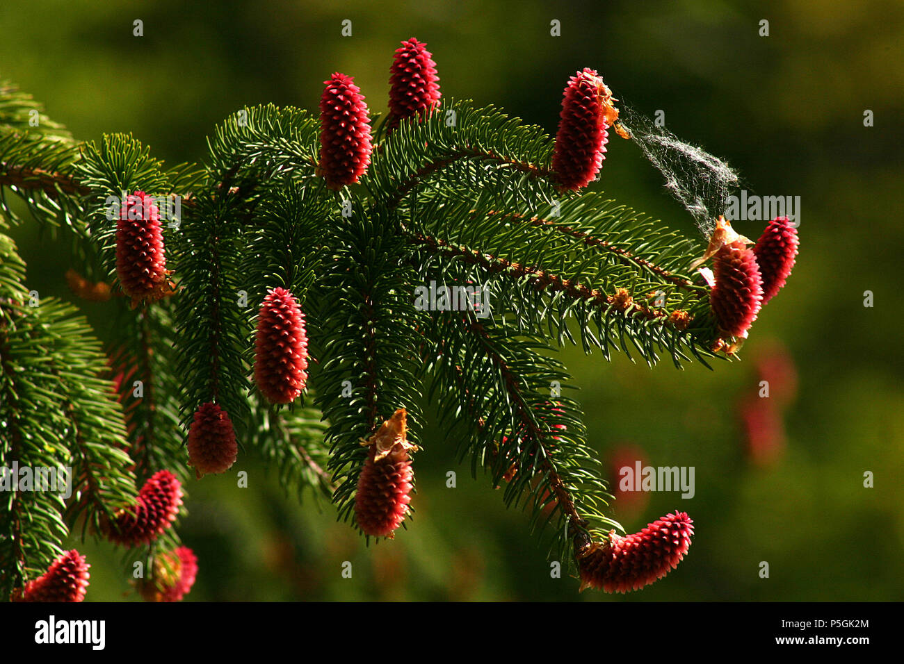 Red pine cones hi-res stock photography and images - Alamy