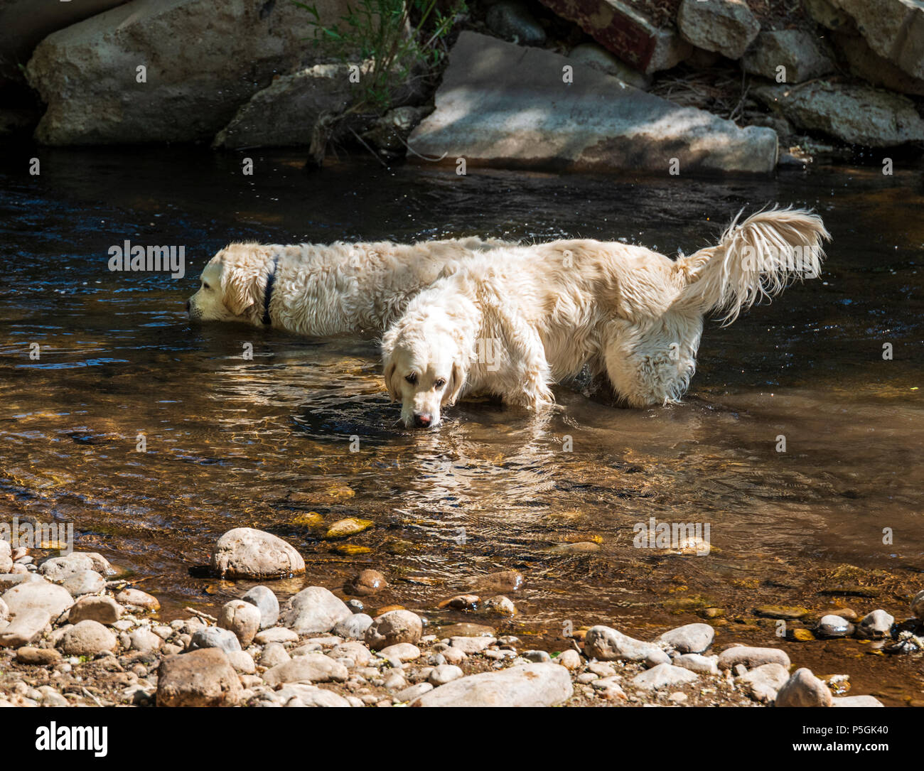 Platinum colored Golden Retriever dogs playing in the Little Arkansas ...