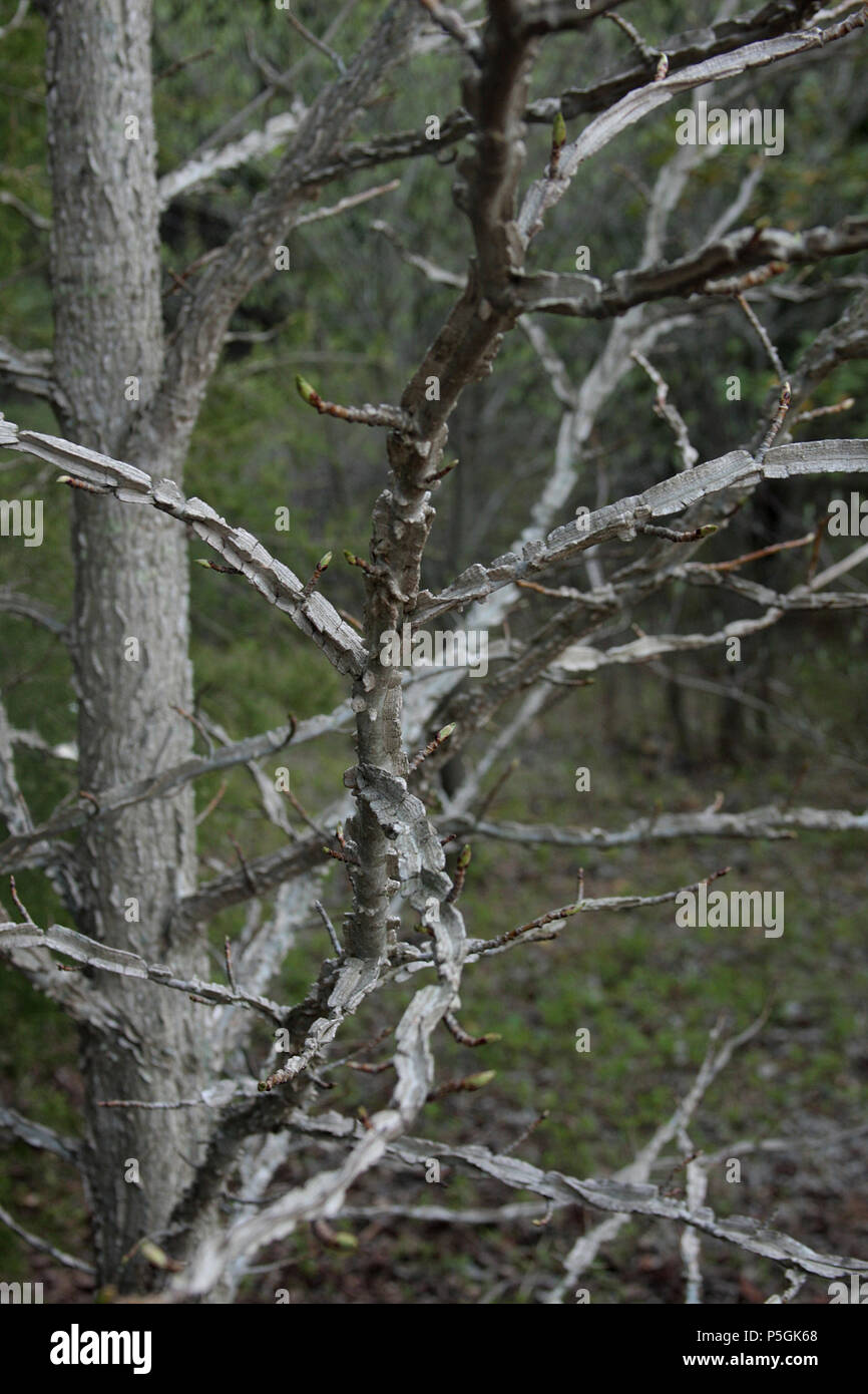 American sweetgum tree hi-res stock photography and images - Alamy
