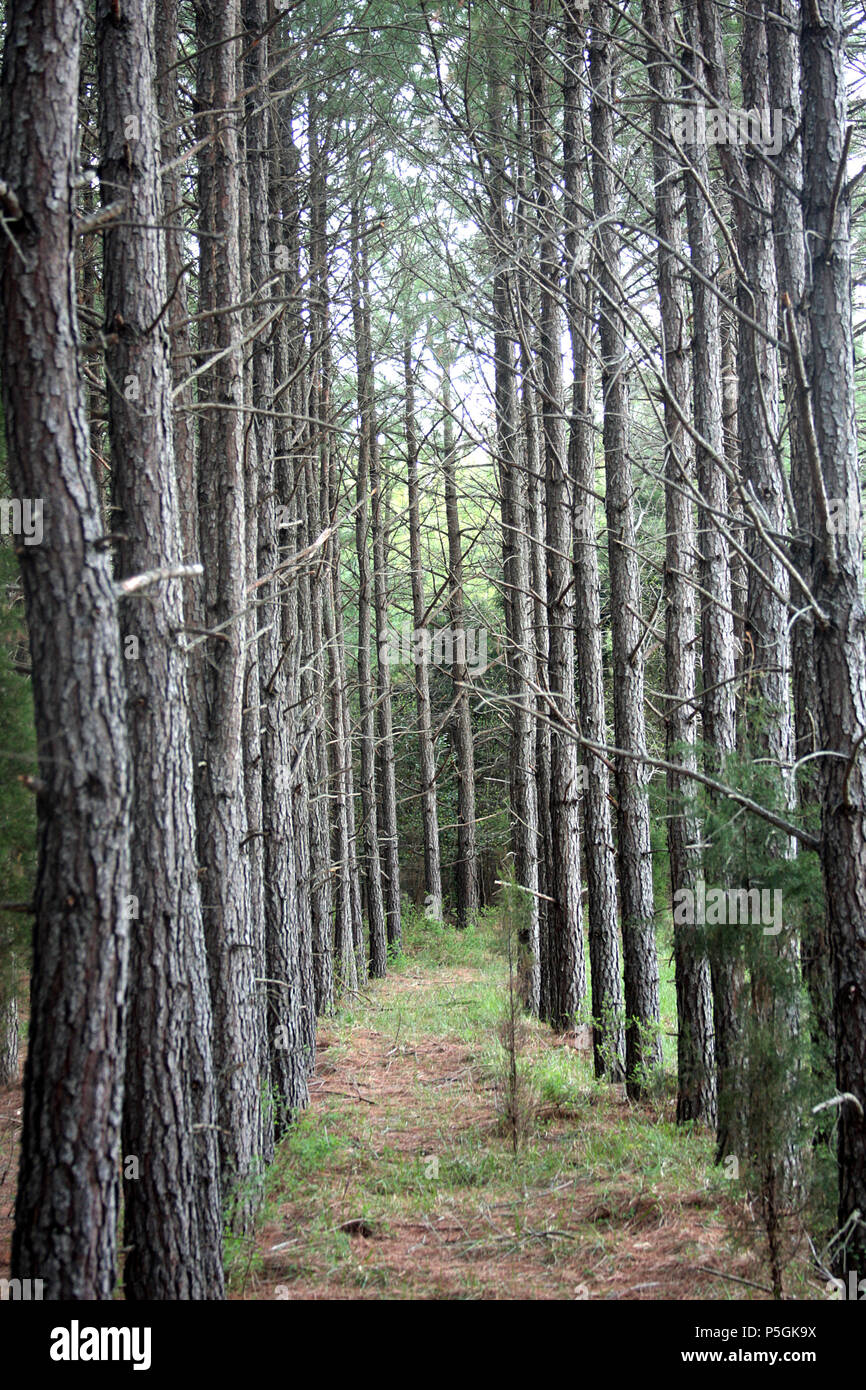 Resinous trees hi-res stock photography and images - Alamy