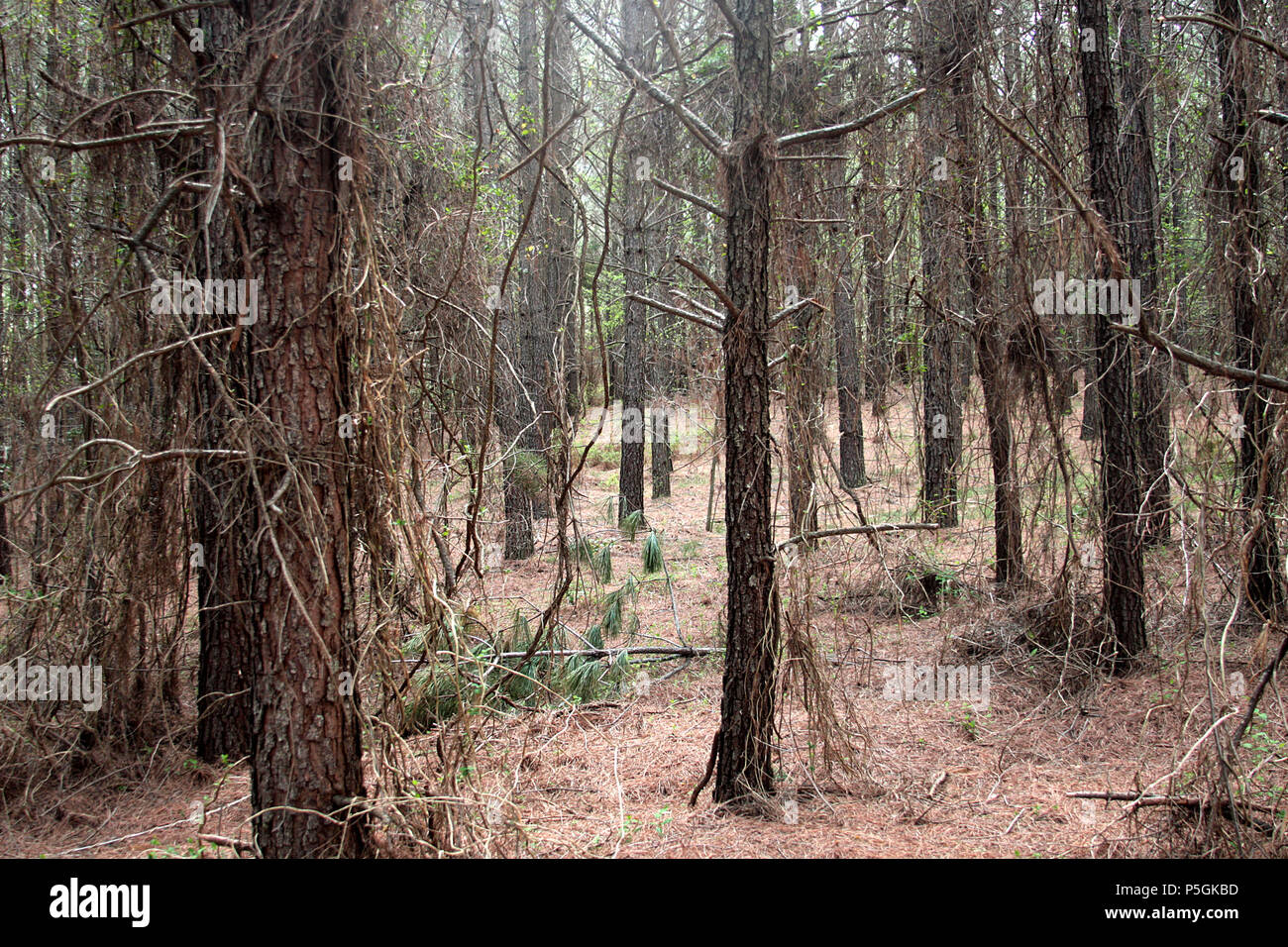 Coniferous resinous trees hi-res stock photography and images - Alamy