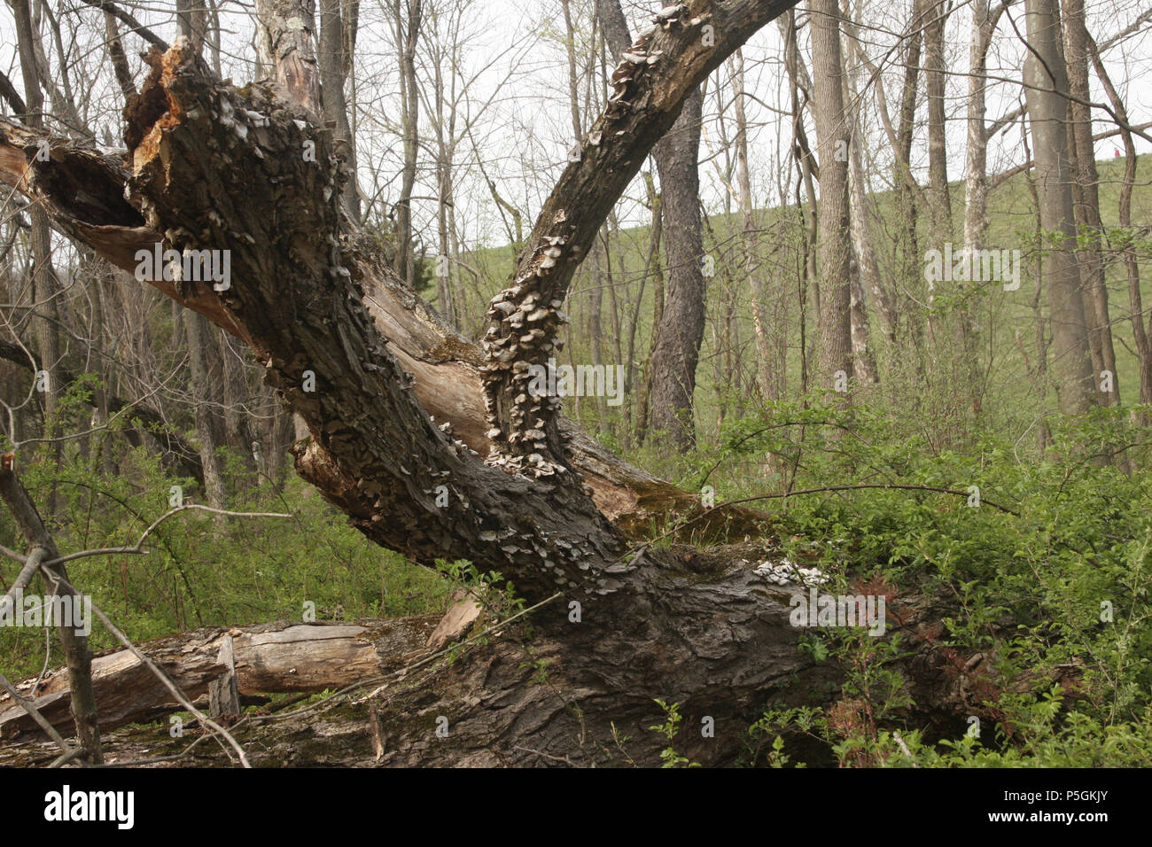 Decaying organic matter hi-res stock photography and images - Alamy