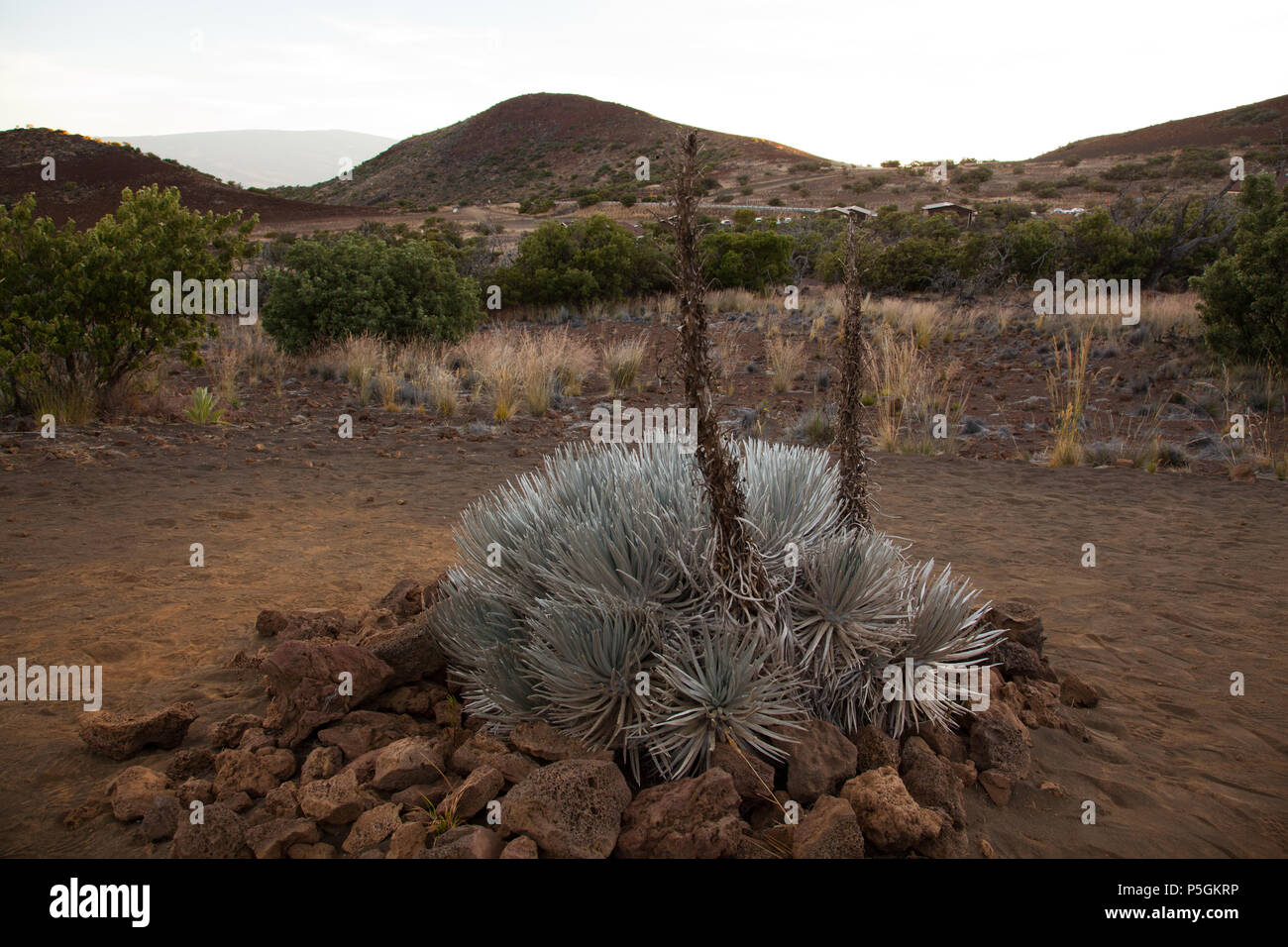 Silversword plant on Mauna Kea, Big Island, Hawaii Stock Photo - Alamy
