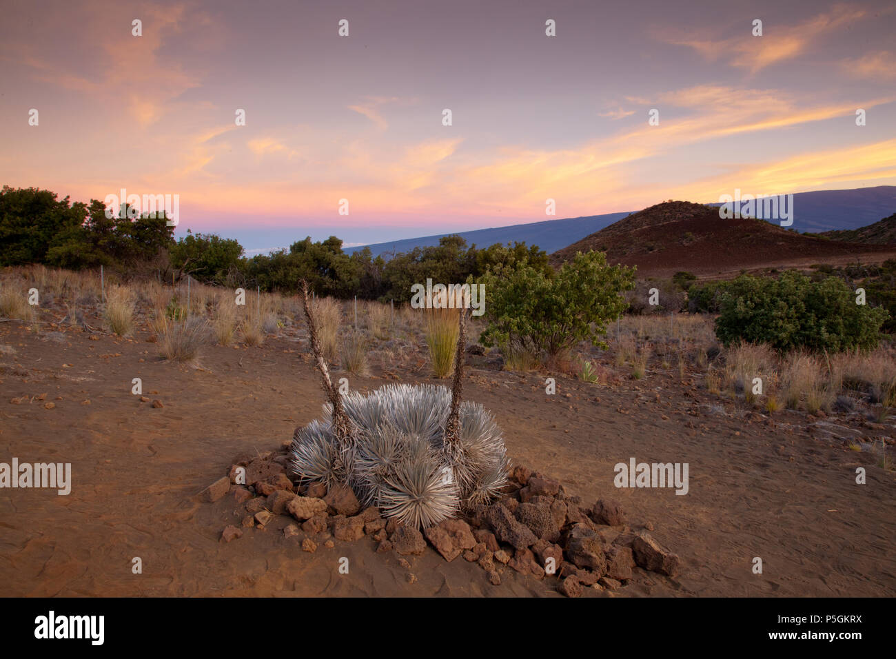 Mauna kea silversword hi-res stock photography and images - Alamy