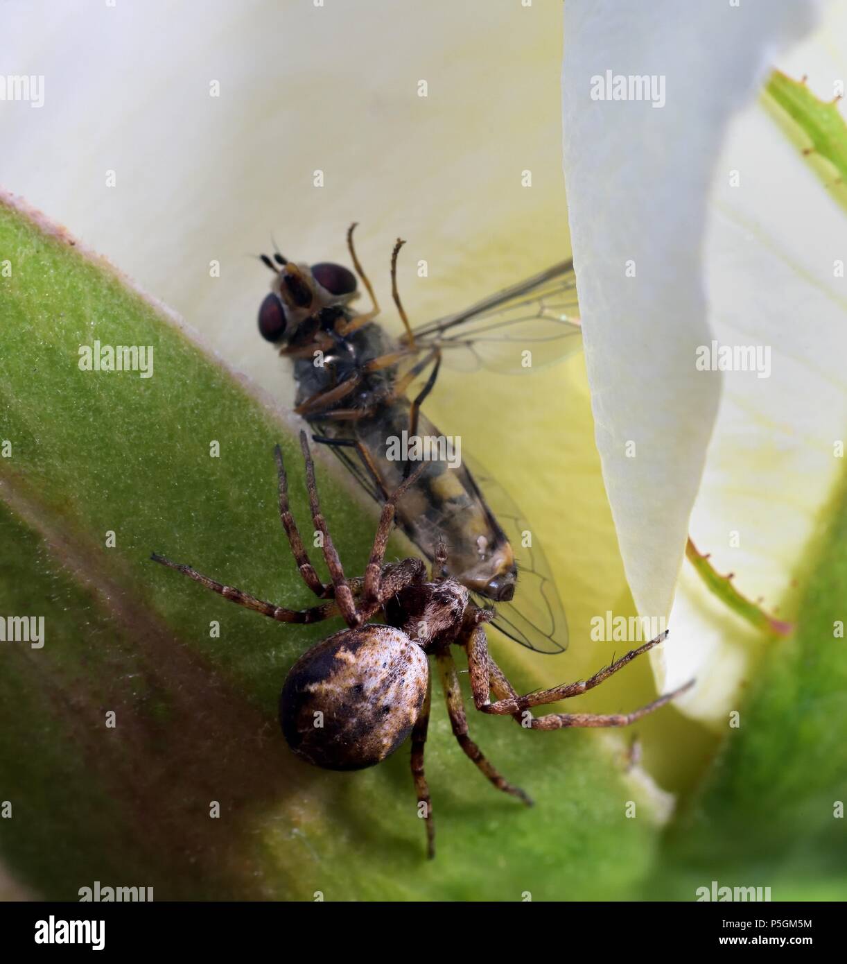 Crab Spider pulling the meal into the hidding place Stock Photo - Alamy