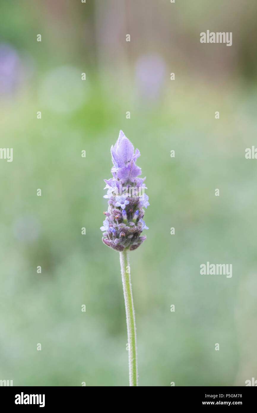 Lavandula dentata. Fringed lavender. French lavender flower Stock Photo ...