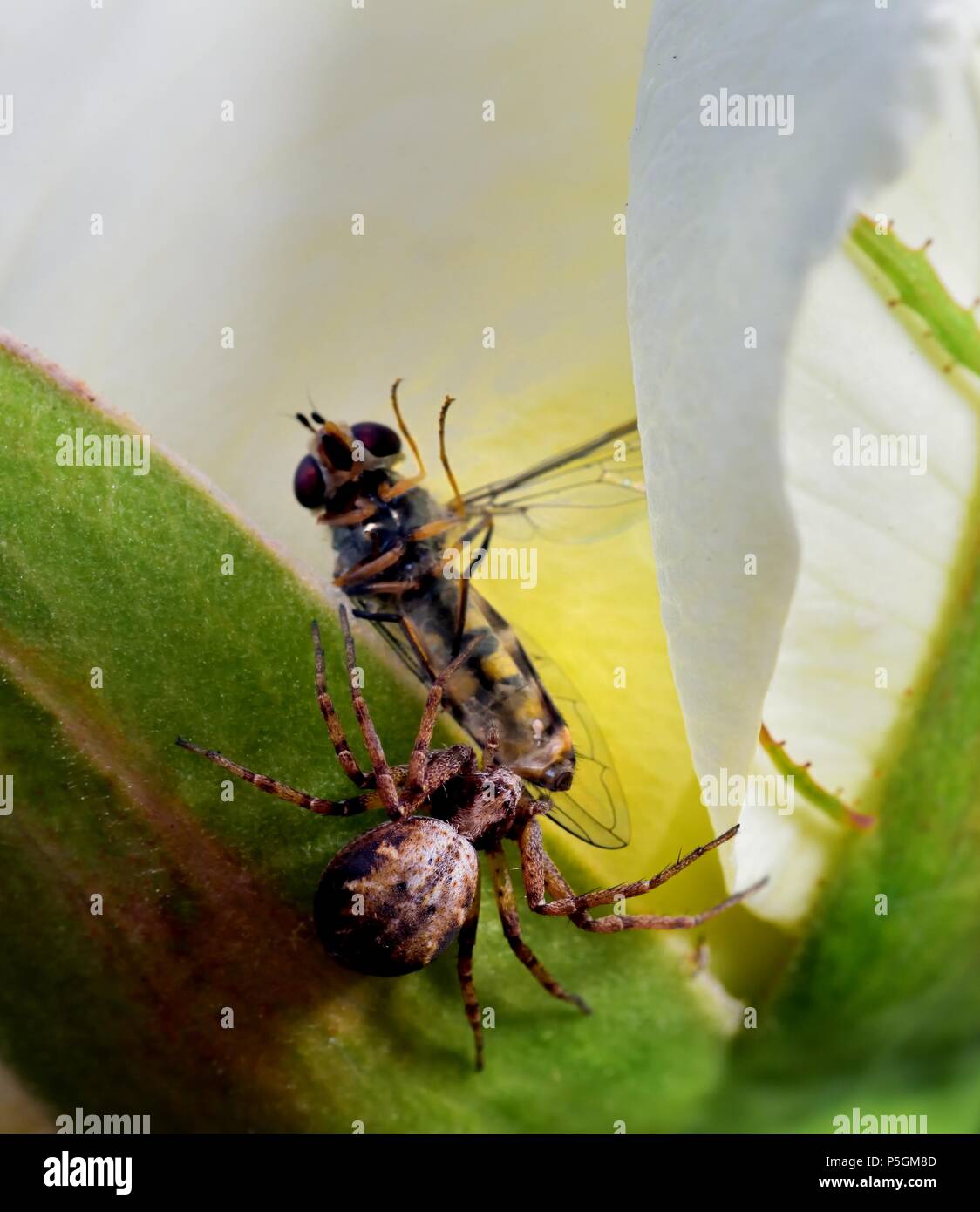 Crab Spider pulling the meal into the hidding place Stock Photo - Alamy