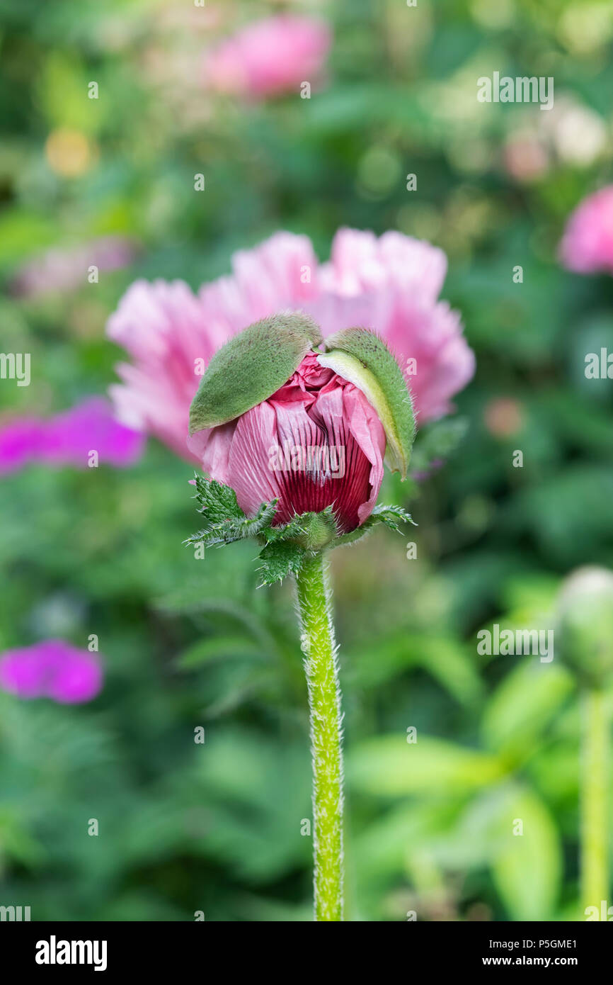 English opening hi-res stock photography and images - Alamy