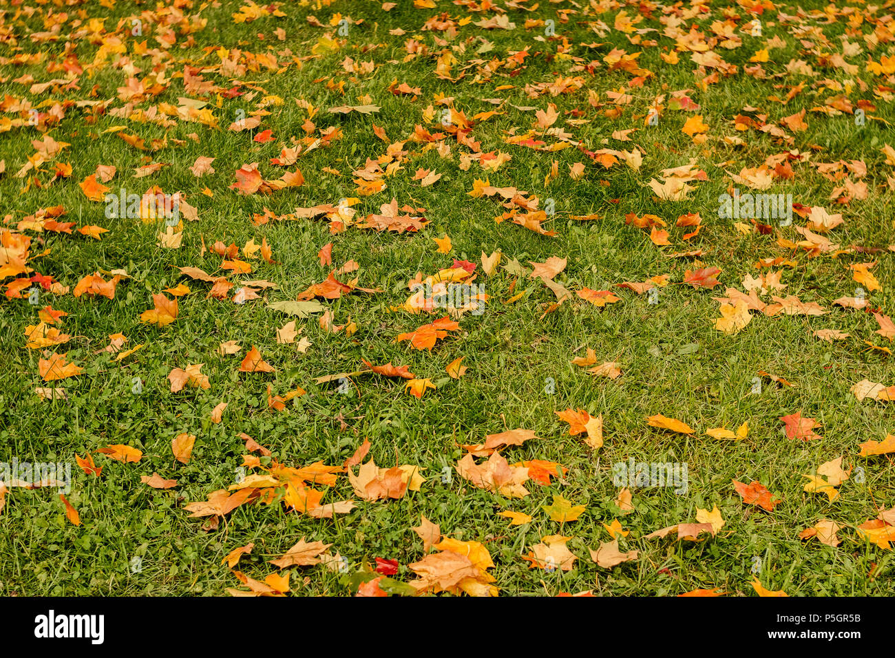 Yellow, orange and red autumn leaves in beautiful fall park. Hello ...