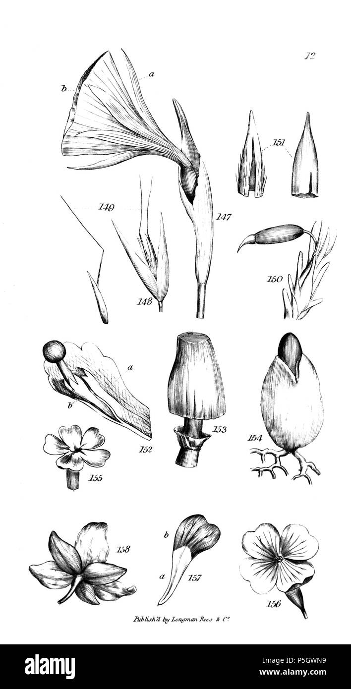 96 An introduction to physiological and systematical botany - Plate 12 ...