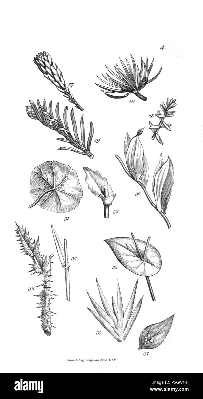 96 An introduction to physiological and systematical botany - Plate 4 ...