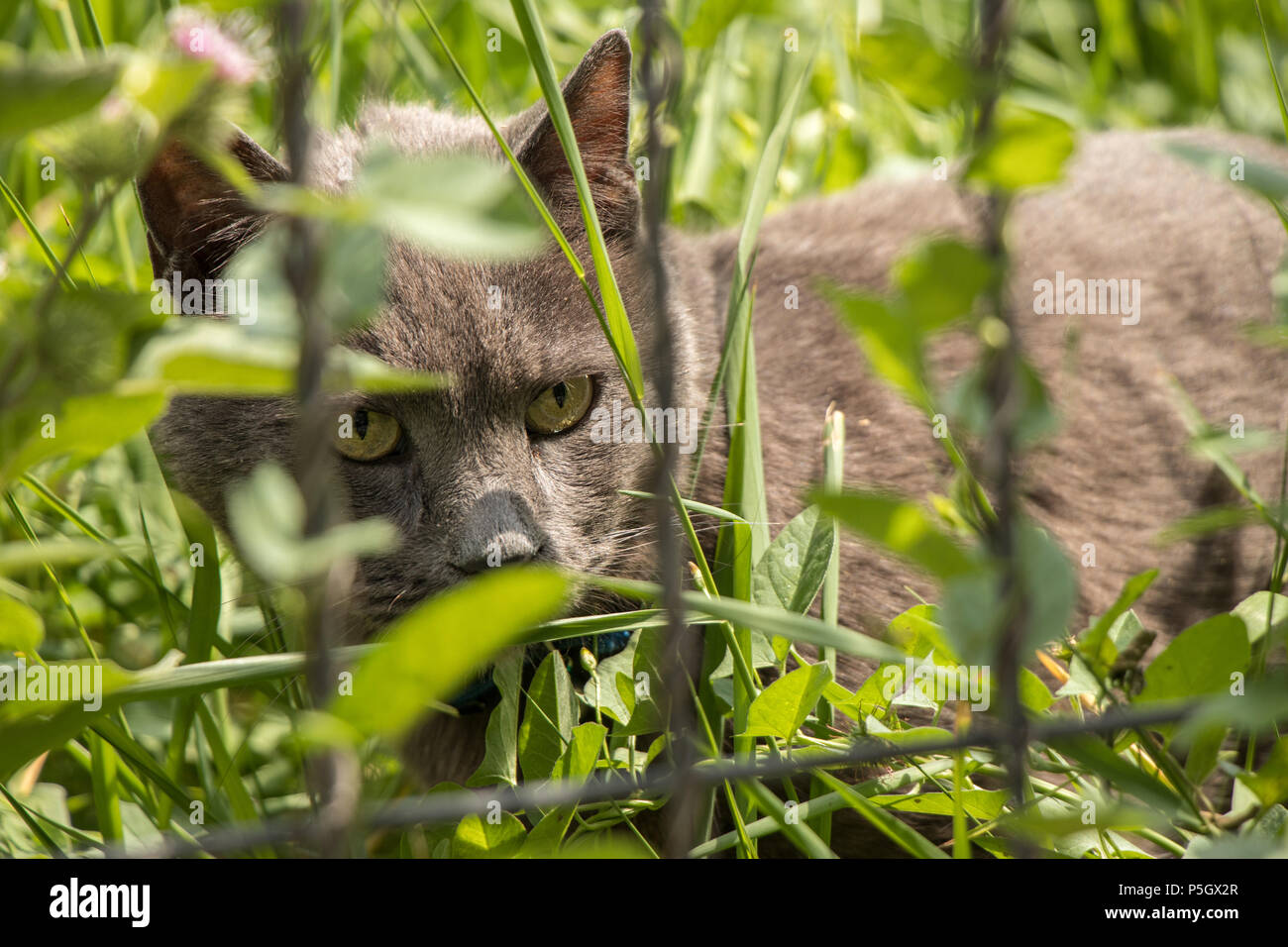 Grey cat in the bush in focus Stock Photo - Alamy